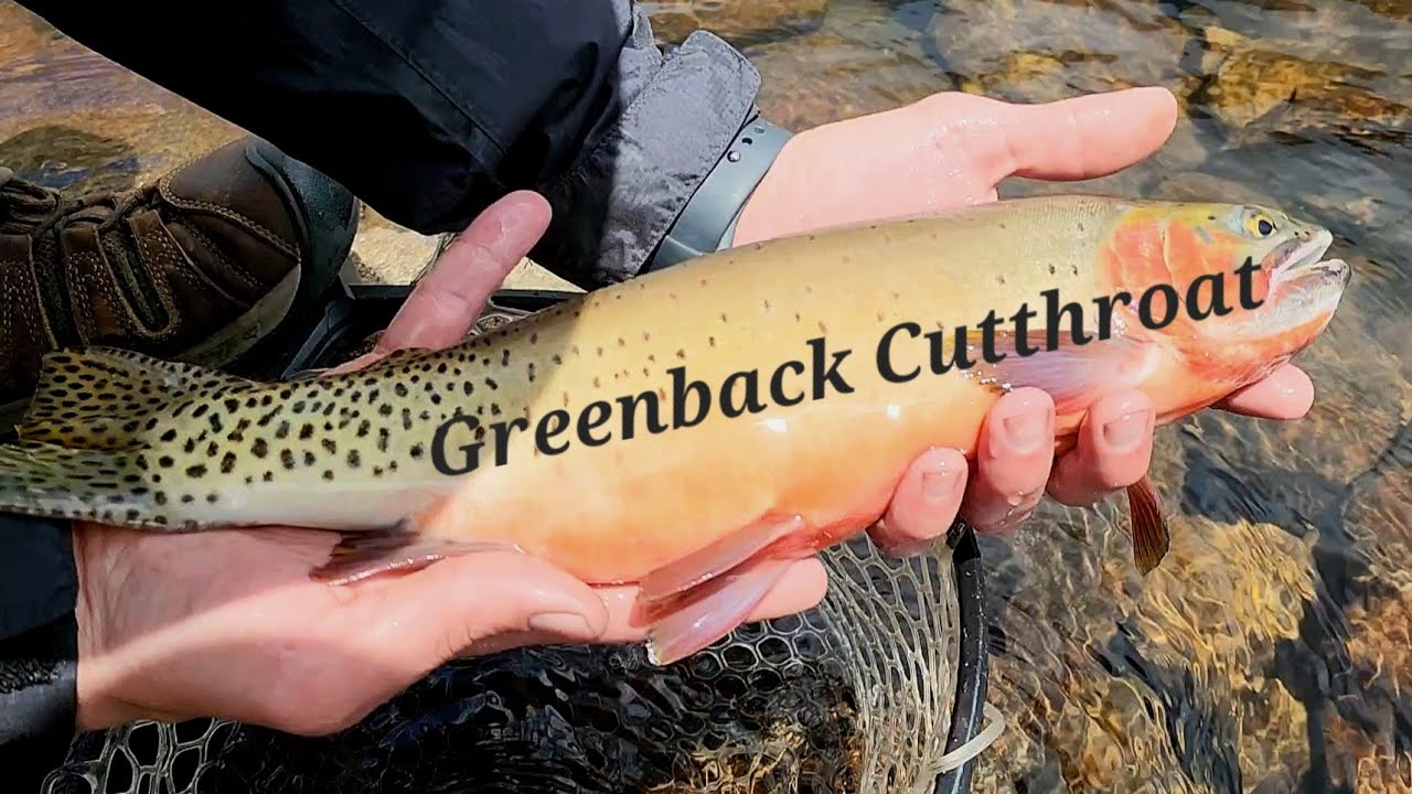 High Altitude Greenback Cutthroat - YouTube