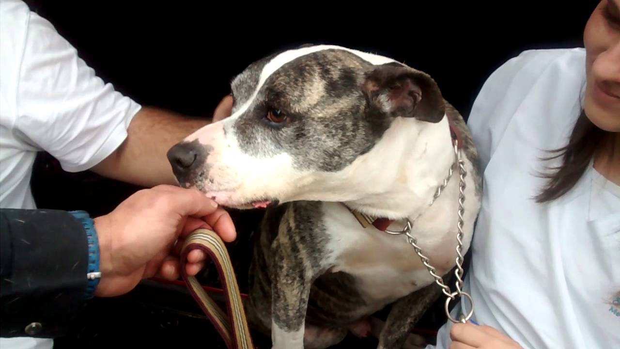 Despedida do pitbull Brian - YouTube
