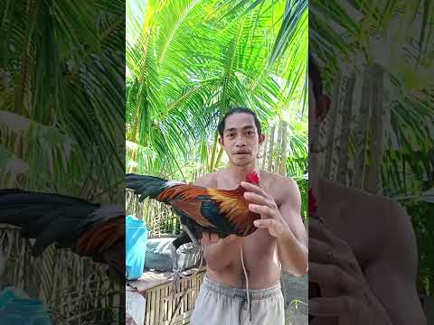 Manok labuyo may na pa itlog na sa mga native Kung manok mga Ka Tuldok 🥰#katuldok #manokbukid ...