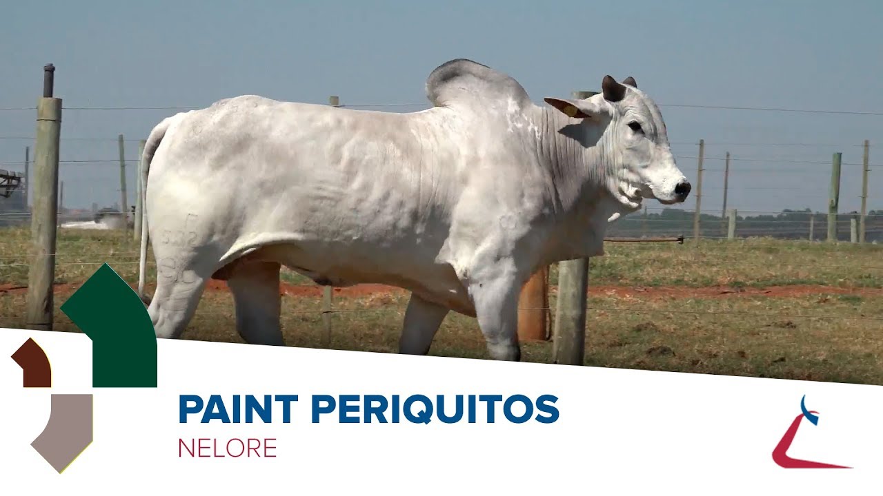 PAINT PERIQUITOS - Nelore - YouTube