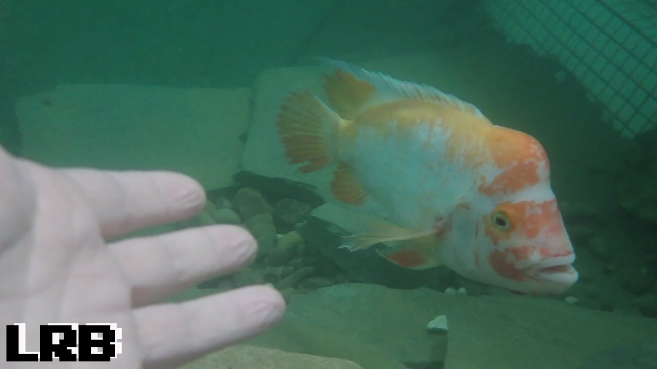 Swimming with Monster Fish at Ohio Fish Rescue - YouTube