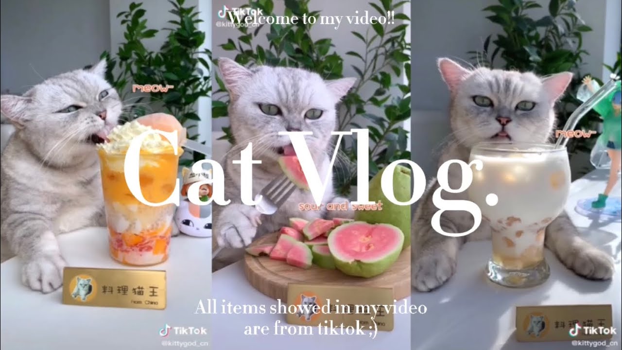 AMAZING CAT COOKING FOOD ASMR | TIKTOK COMPILATION - YouTube