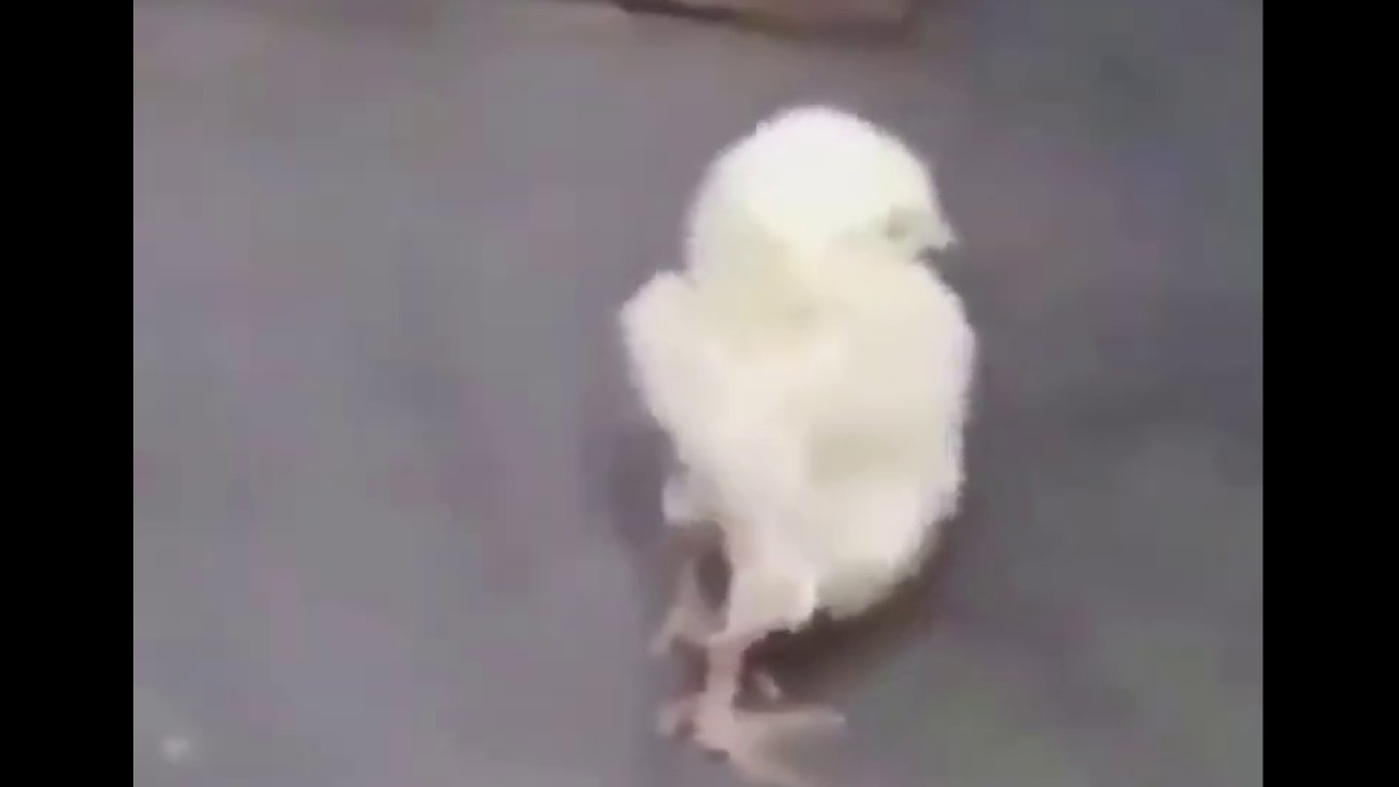 Viral Chick Stretching His Back - YouTube