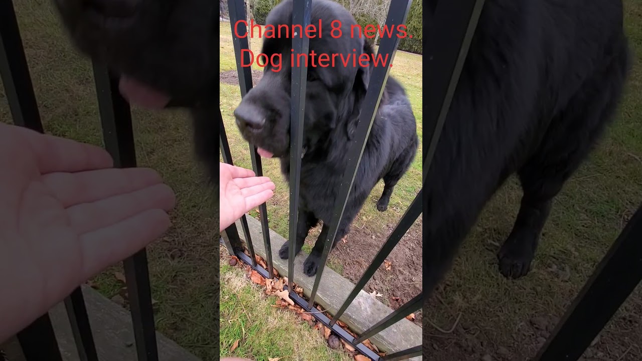 BREAKING NEWS dog interview - YouTube