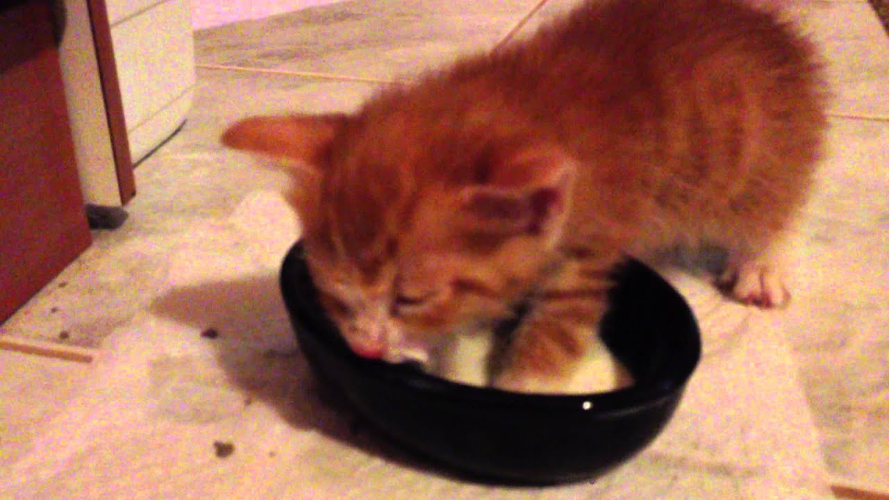 Messy kitten Jumbo - YouTube