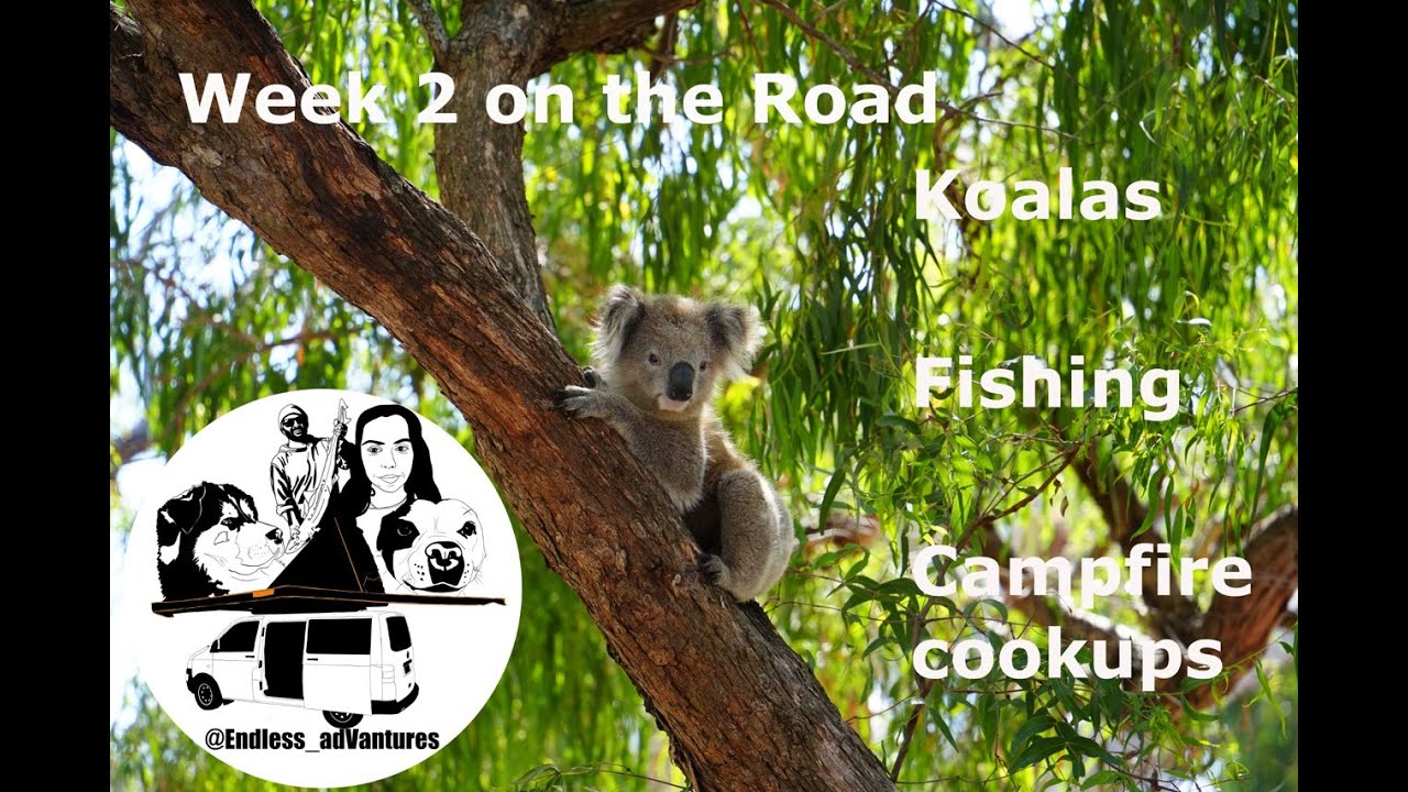Vanlife Victoria - Koalas everywhere, salmon sashimi and campfire cook ...