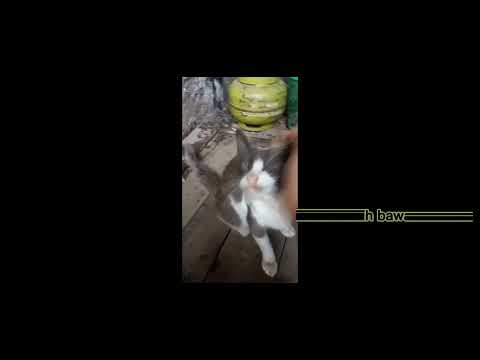 kucing tetangga,,minta jatah makan,,kucing kampung pun butuh kasih sayang🐈