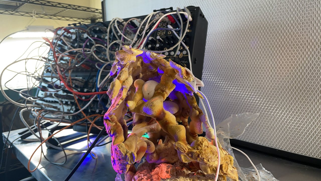 Antler Reishi (ganoderma multipileum) discusses its thoughts on life ...