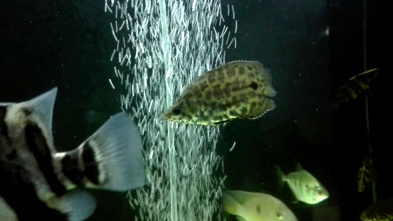 leopard bush fish - YouTube