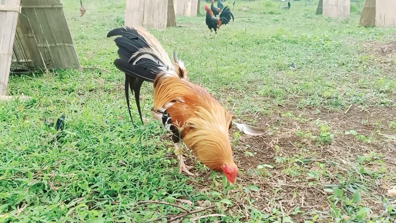 Pumpkin Sweater broodcock at TopGun GF #NFS - YouTube