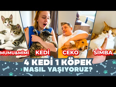 4 KEDİ 1 KÖPEK İLE YAŞAMAK | LEVO & BAHAR VLOG