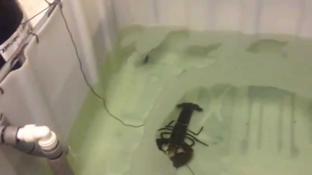 Live lobster storage tank - Video 4 - YouTube