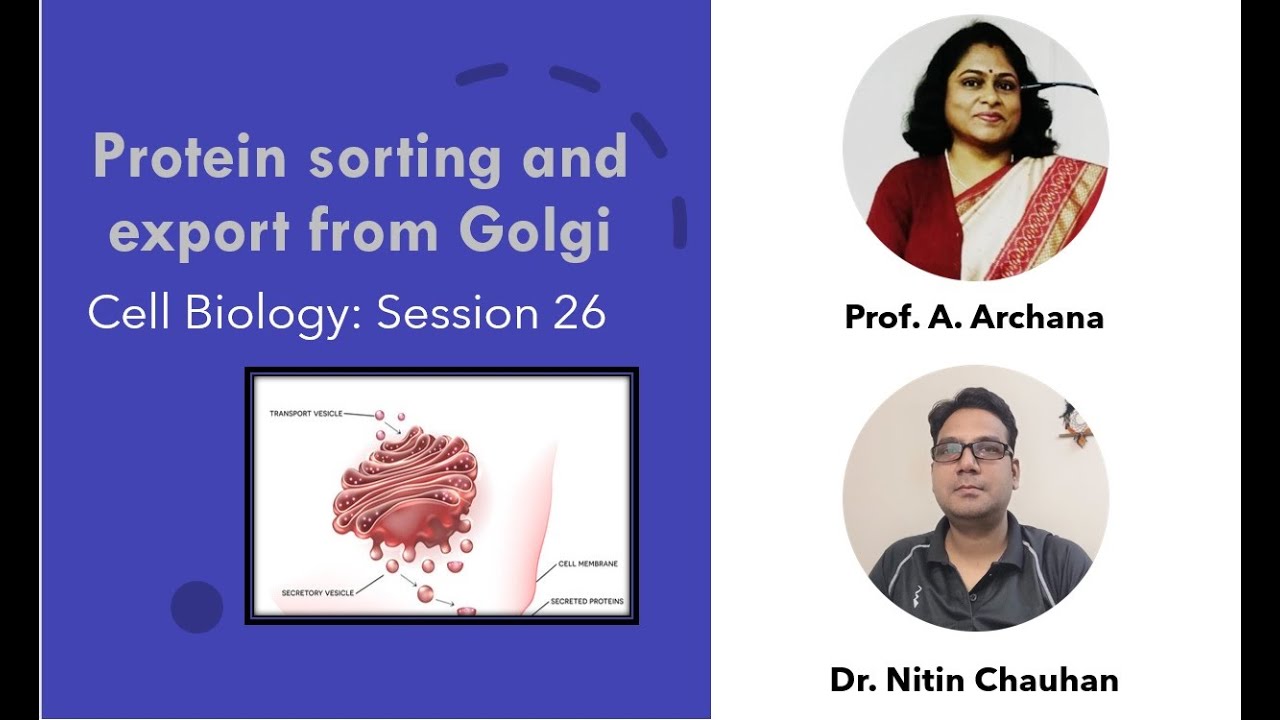 Cell Biology: Session 26: Protein sorting and export from Golgi - YouTube