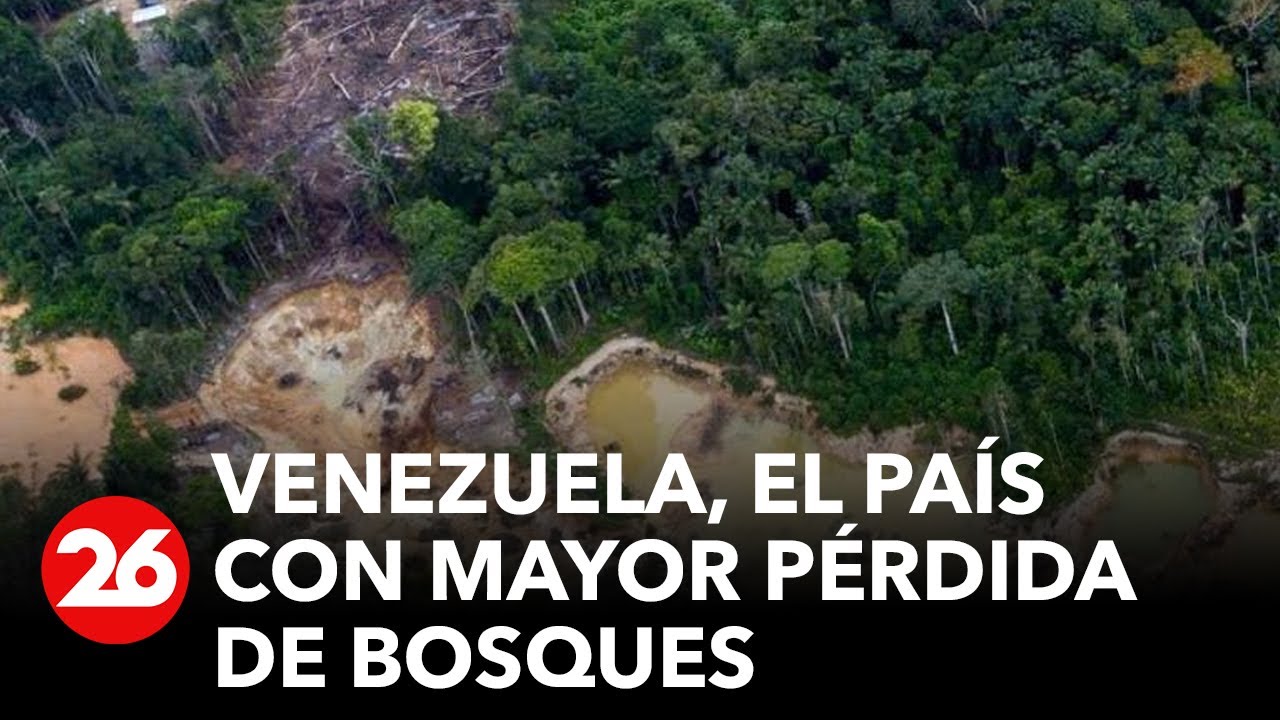 Venezuela, el país con mayor perdida de bosques de la región amazónica ...