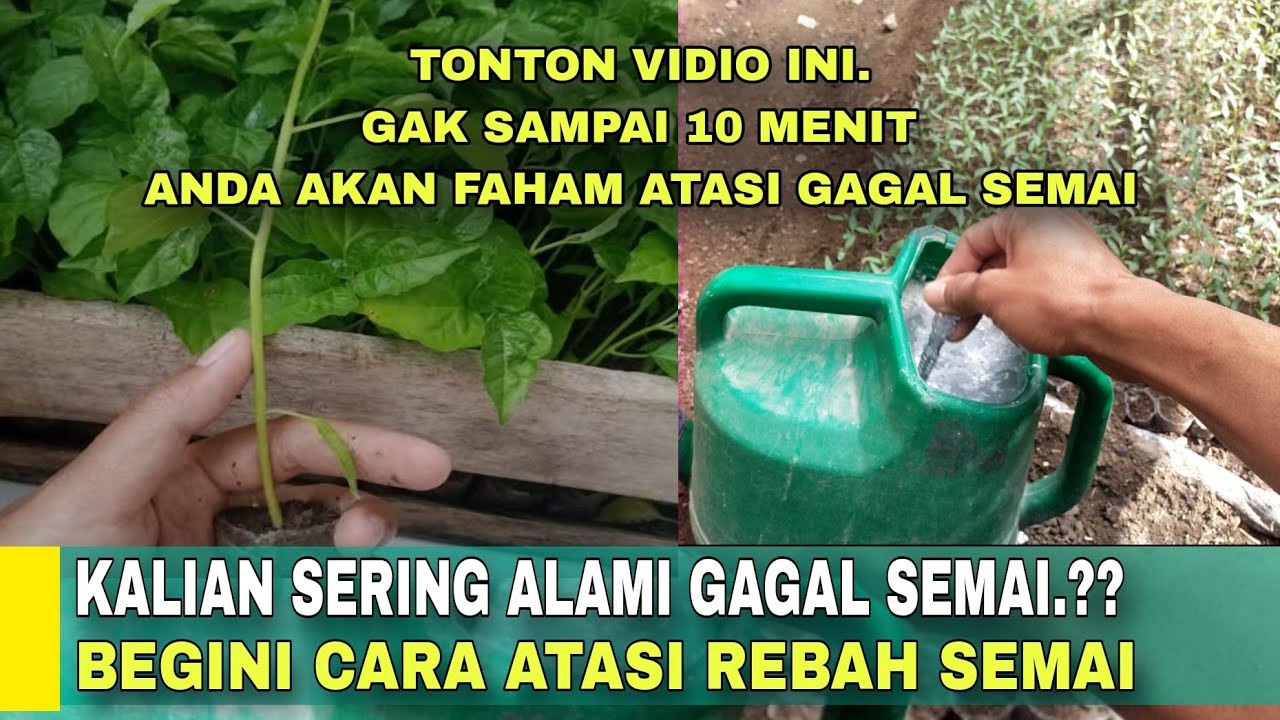 CARA AMPUH CEGAH REBAH SEMAI - YouTube
