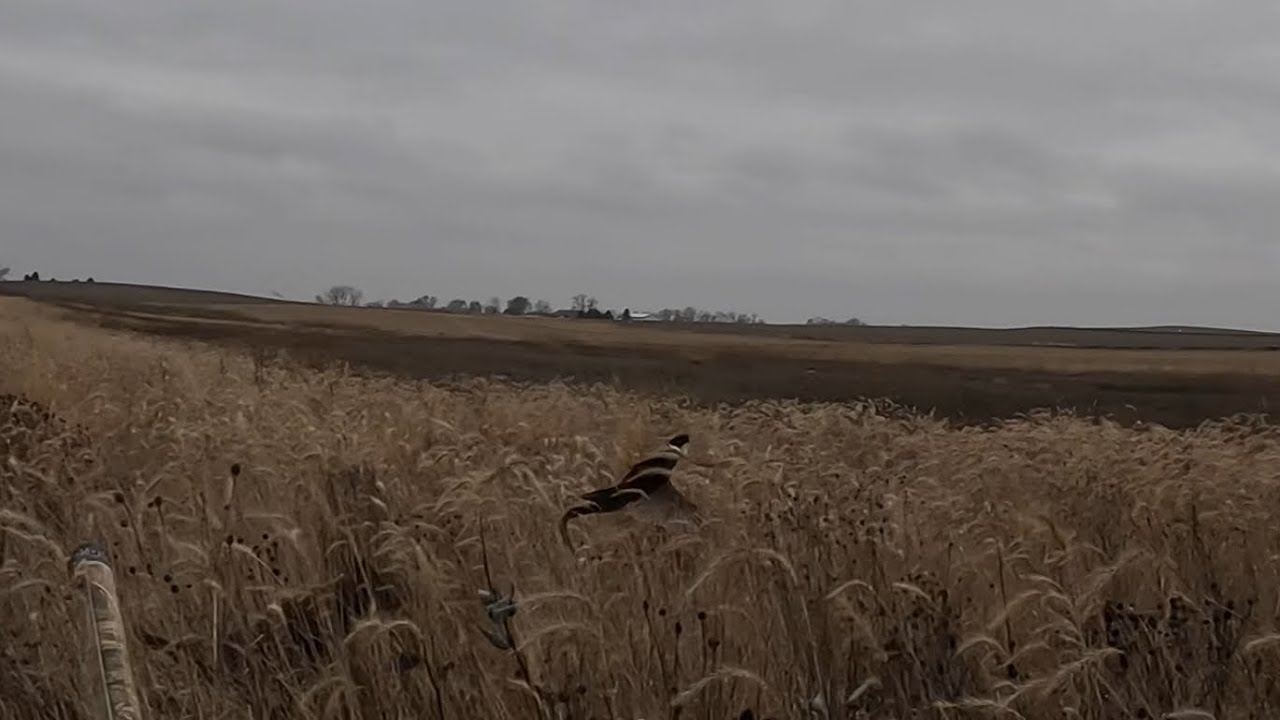 Solo Pheasant Hunting Limit in Iowa (Last Hunt in 2024) - YouTube