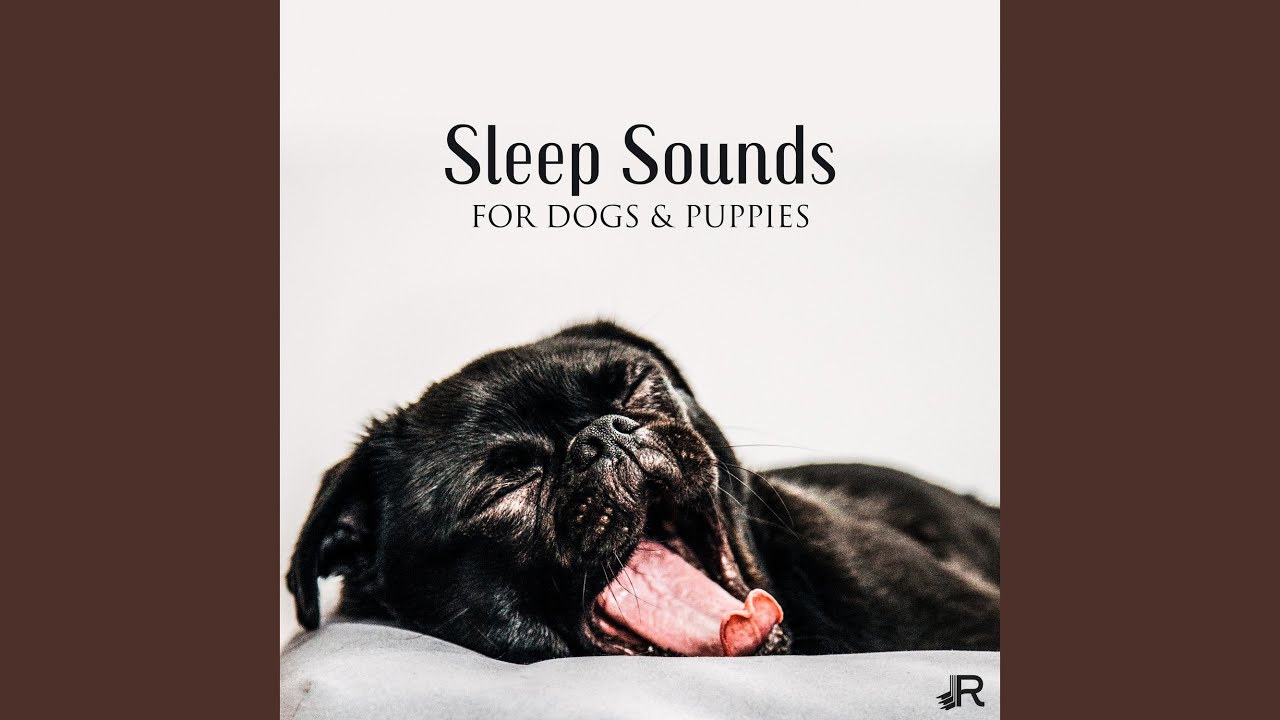 Dog Lullabies - YouTube