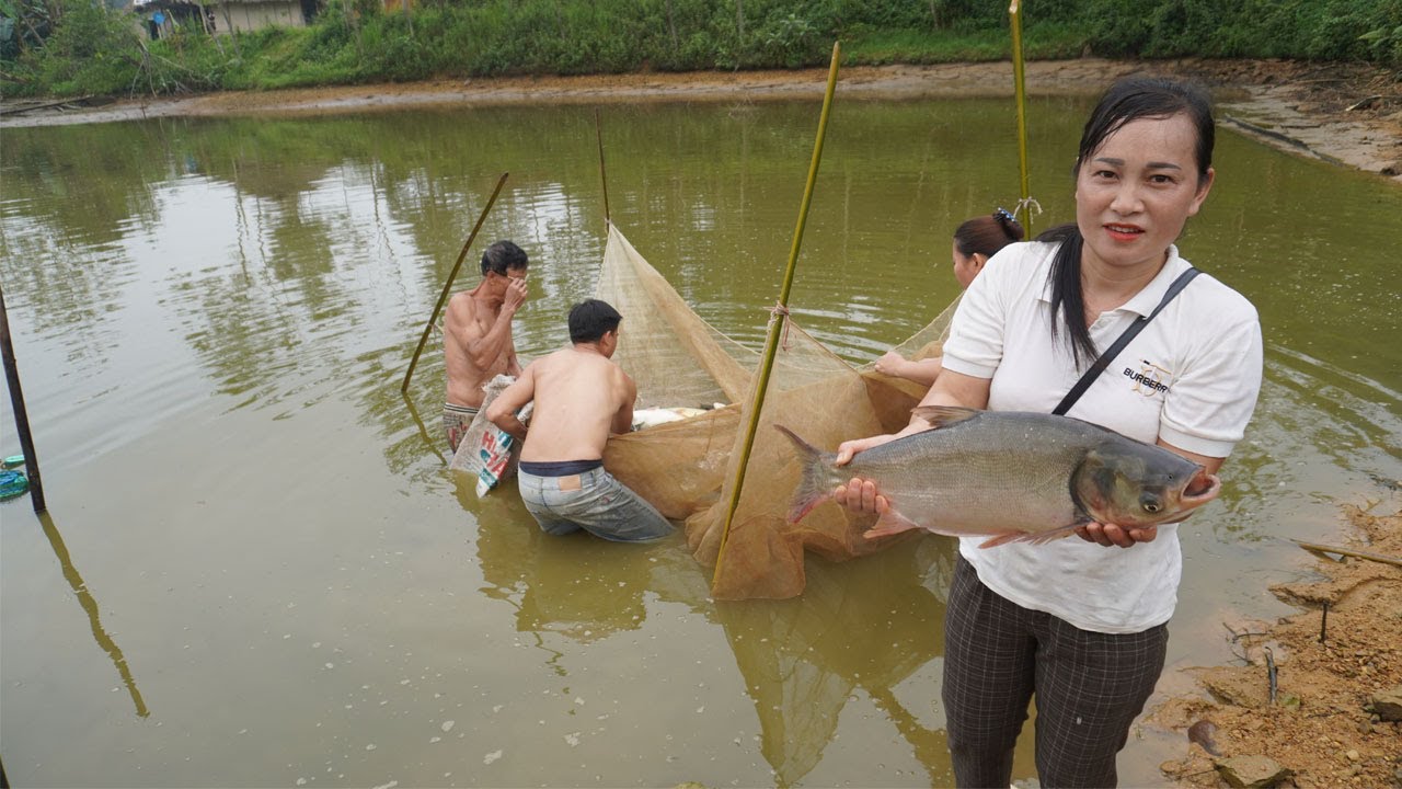 Buy fish and transport to release into the pond - Green forest life ...