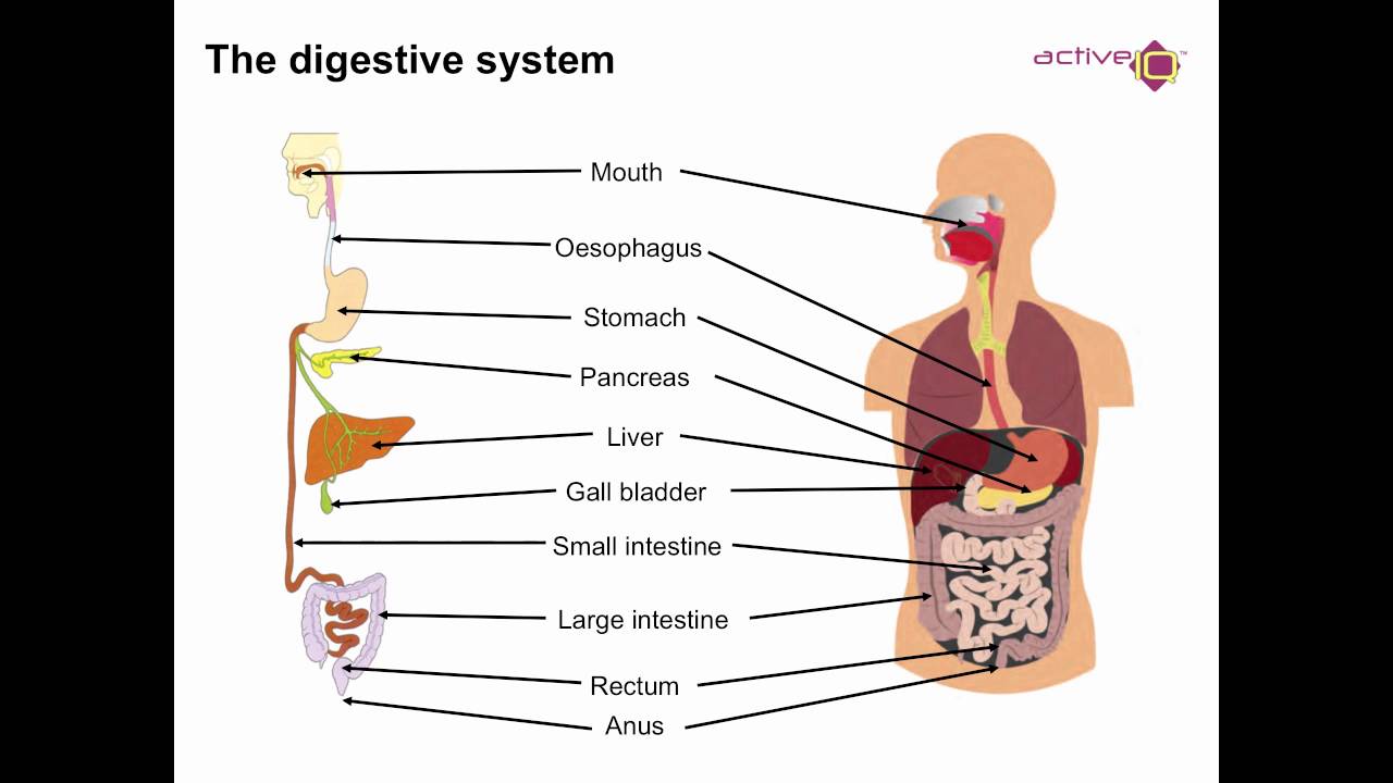Principles Of Nutrition Lesson A HD - YouTube