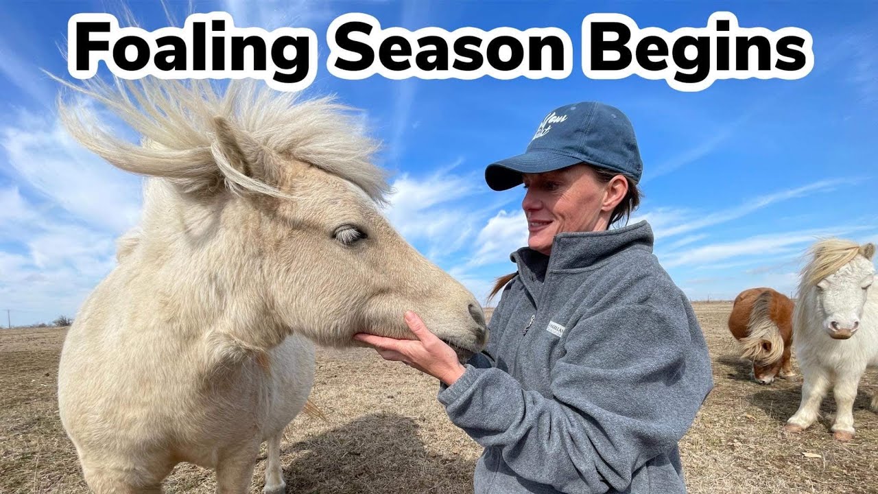 Foaling Season Begins - YouTube