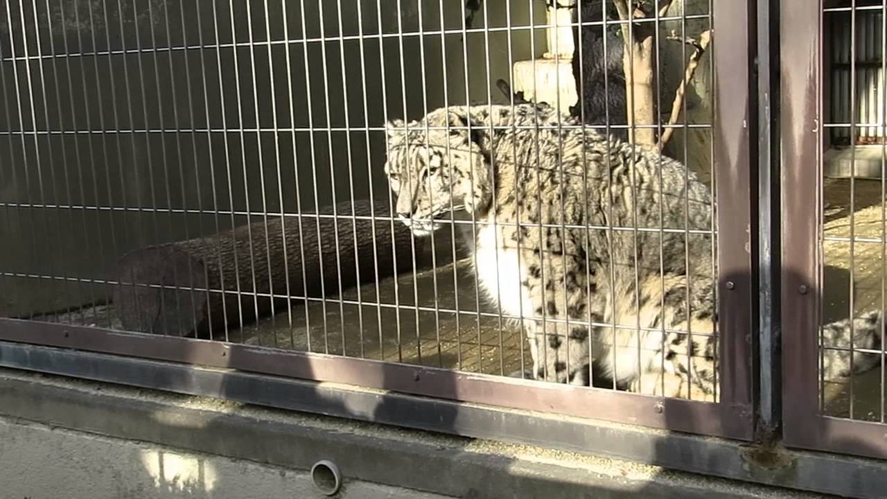 #1-14 Jan 2014 Snow leopard at Higashiyama Zoo, Nagoya, Japan - YouTube