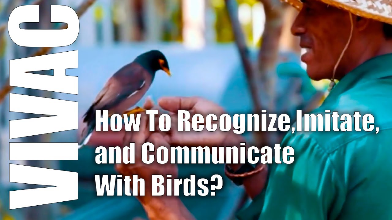 How to Communicate with Birds? - YouTube