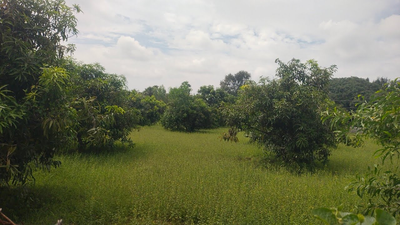 168///ECR SIVAM PROPERTIES 58 Cent farm land 🏝️ ECR 200mmm village ...