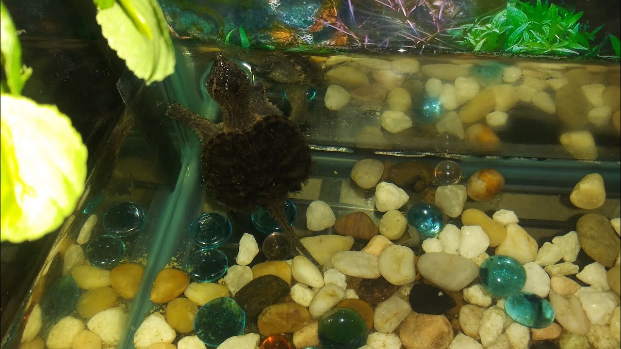 leopard Gecko & Snapping Turtle - YouTube