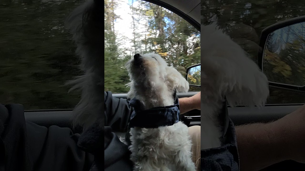 Pete the Muppet [Autumn Drive] - YouTube