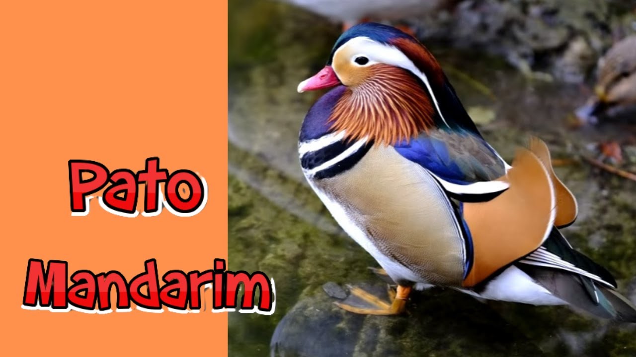 Pato Mandarim Pássaro Elegante com forma geométrica - YouTube