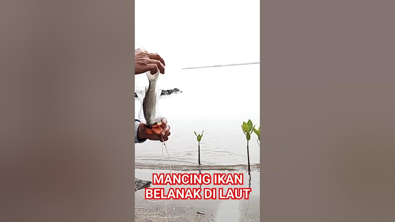 mancing ikan belanak di laut,pakai botol fanta size 1 liter - YouTube
