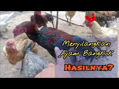 hasil silang ayam Bangkok dan pelung jumbo - YouTube