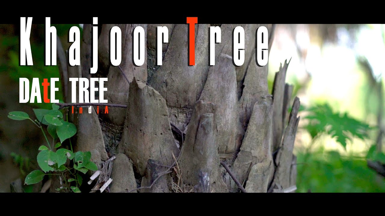 Date Tree | Khajoor Tree in India - YouTube