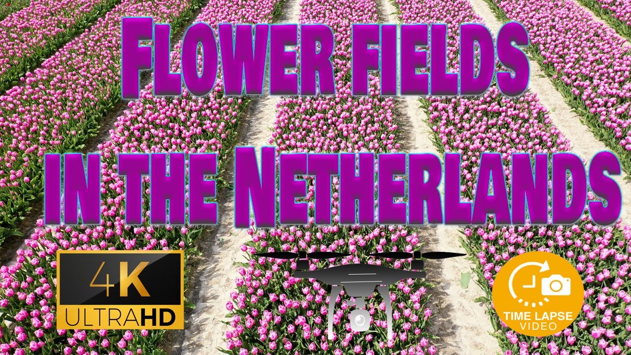 FLOWER FIELDS IN THE NETHERLANDS. 4K DRONE TIMELAPSE VIDEO - YouTube