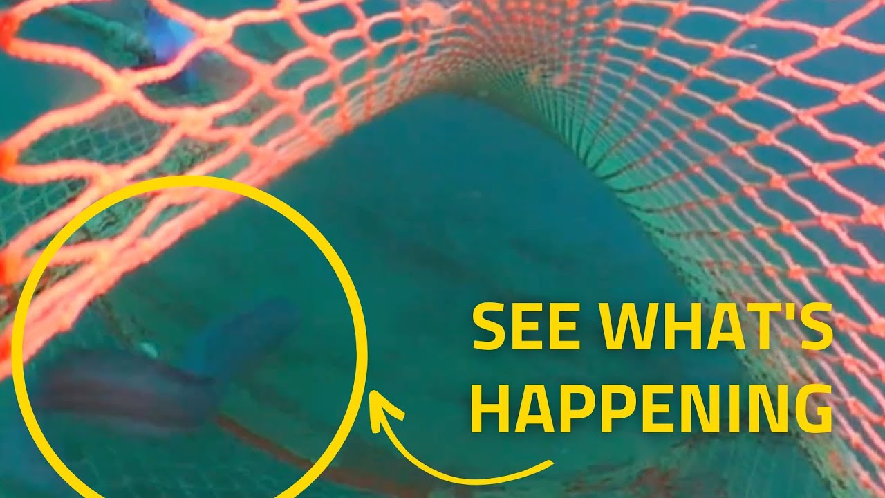 Monitoring Fishing Vessel Activity Underwater with the CatchCam Video ...