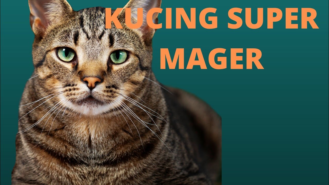 Embul Kucing Super Mager #hadisutrisno17 #kucingmager - YouTube