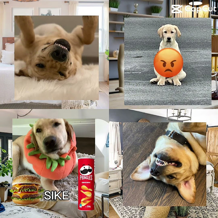 POV: every zoom call# funny # doggo - YouTube