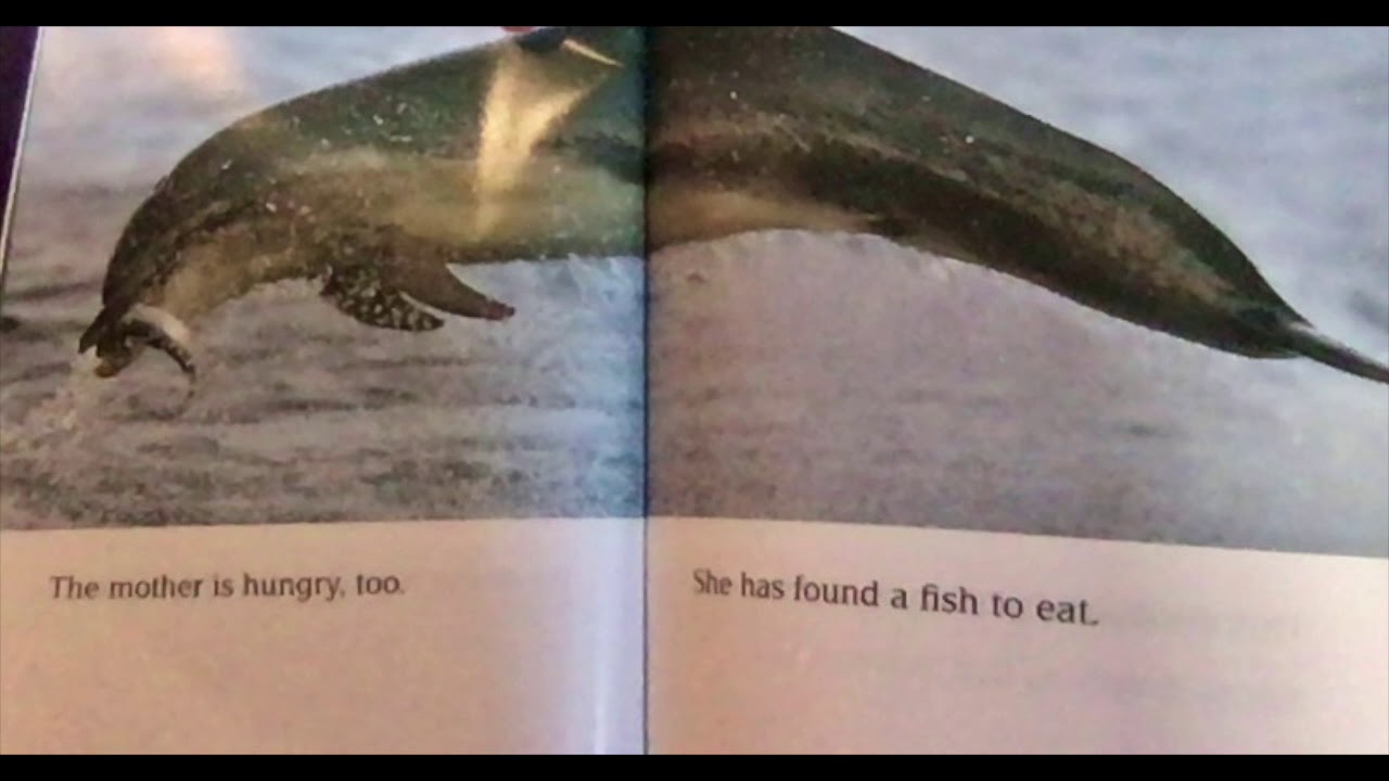 The best kid story Learn Baby Dolphin's First Day Fun Read Aloud - YouTube