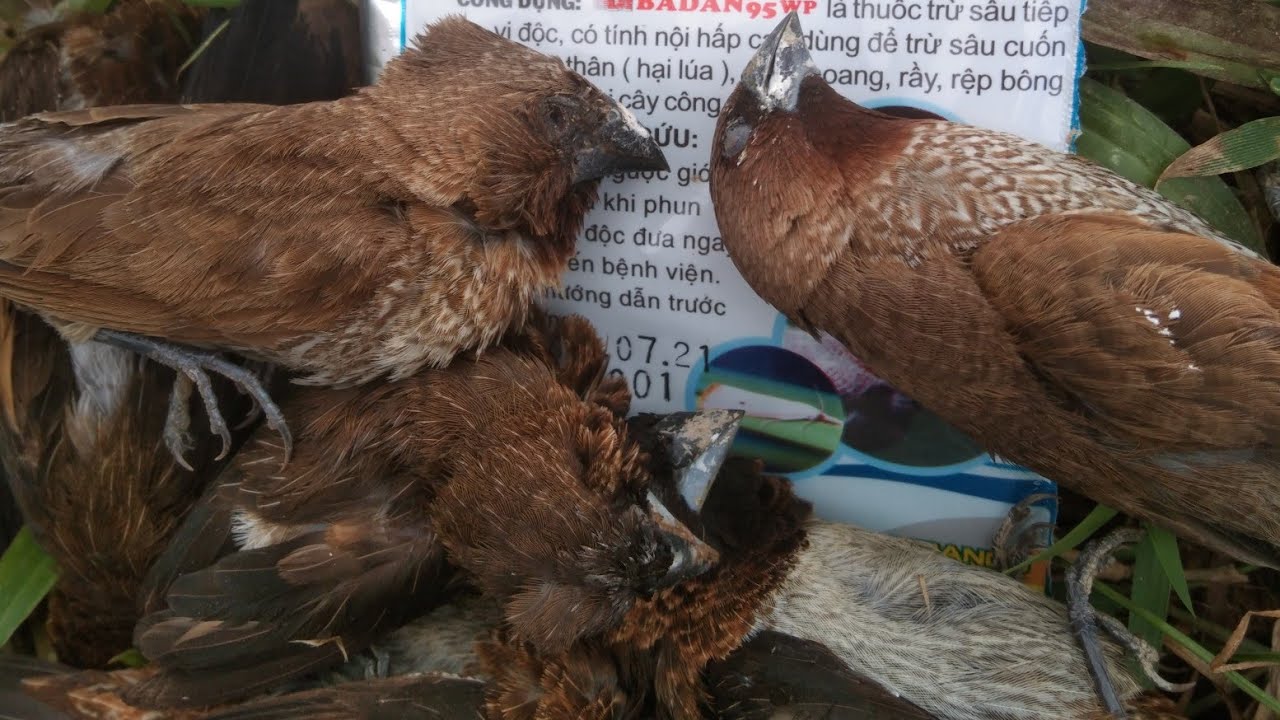 noog piv noj nplej 000 - YouTube