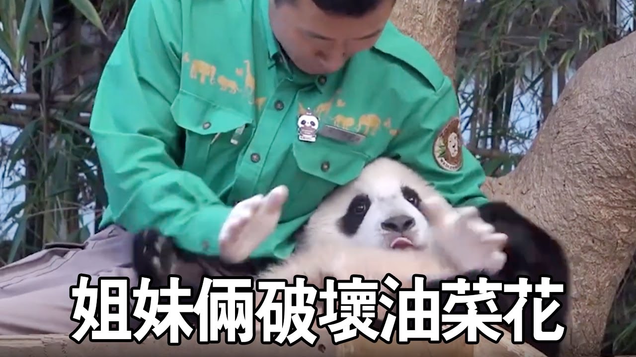 姊妹倆將油菜花地破壞成荒地，福寶也回國了，爺爺都沒心思打理【有趣的喵哇】 - YouTube