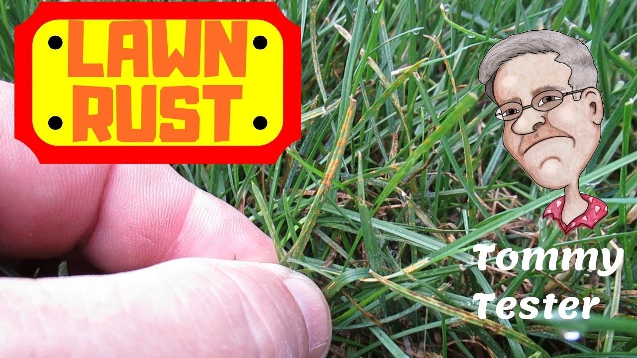 Lawn Rust Fungus | Perennial Rye Grass | Orange Powder Stain - YouTube