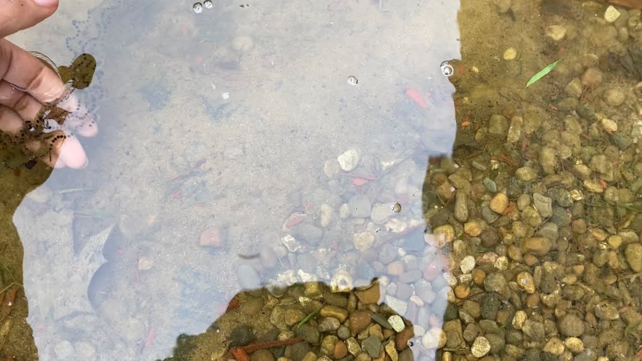 toad eggs in my pond fail/success/? - YouTube