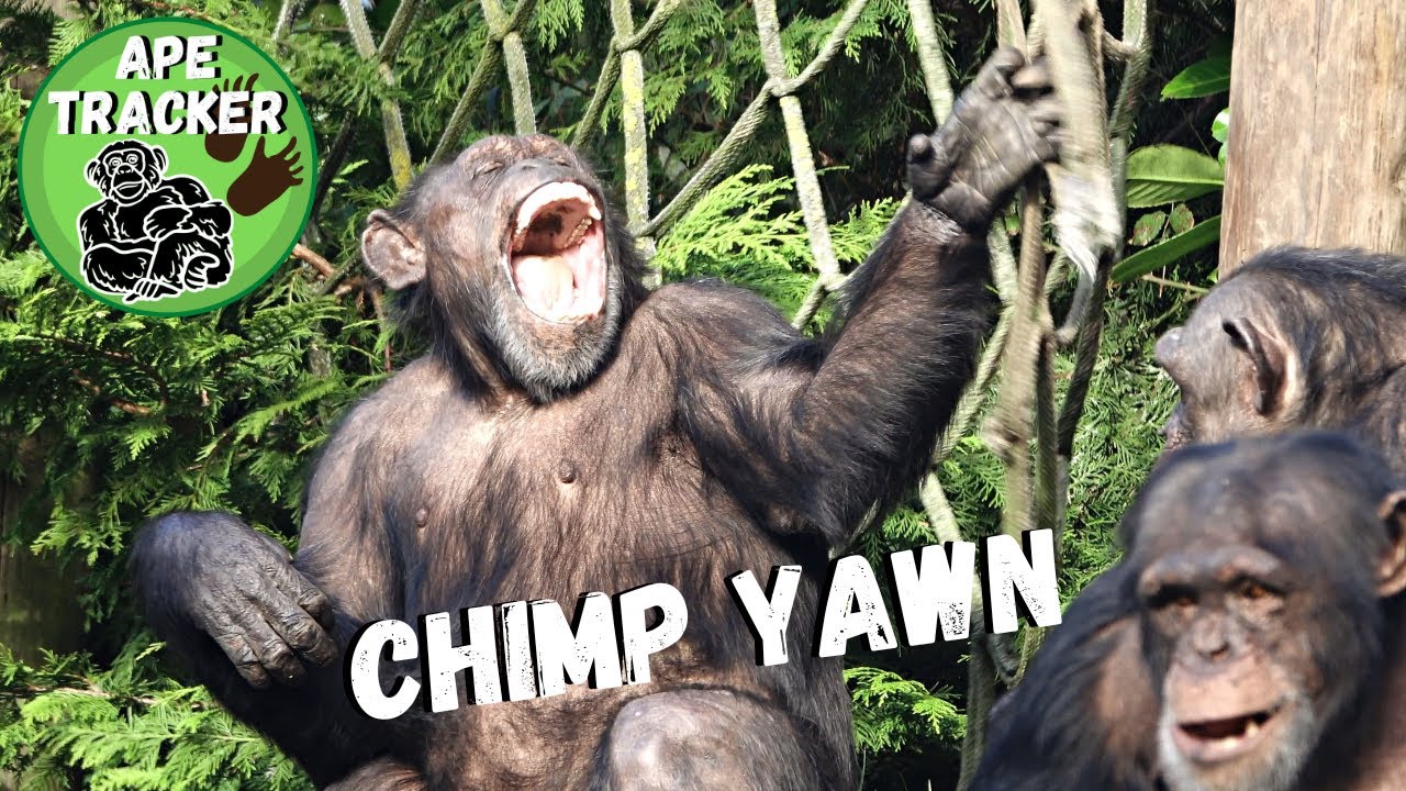 Chimp Yawns Showing Her Huge Teeth - YouTube