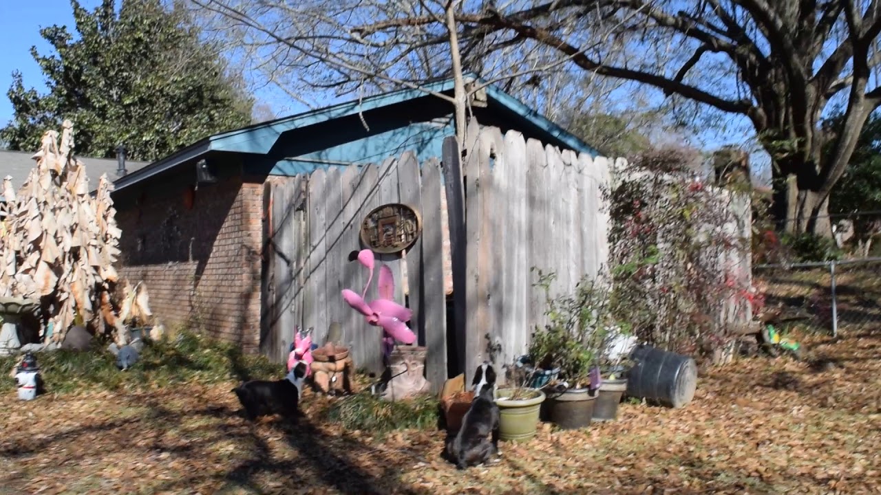 Elvis and Lola trapped cat in tree - YouTube