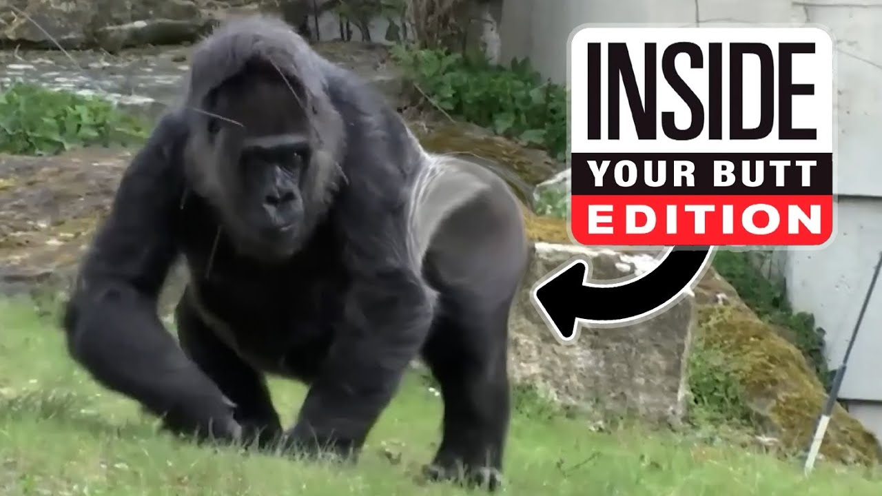 [YTP] Inside (A Gorilla's Butt) Edition - YouTube