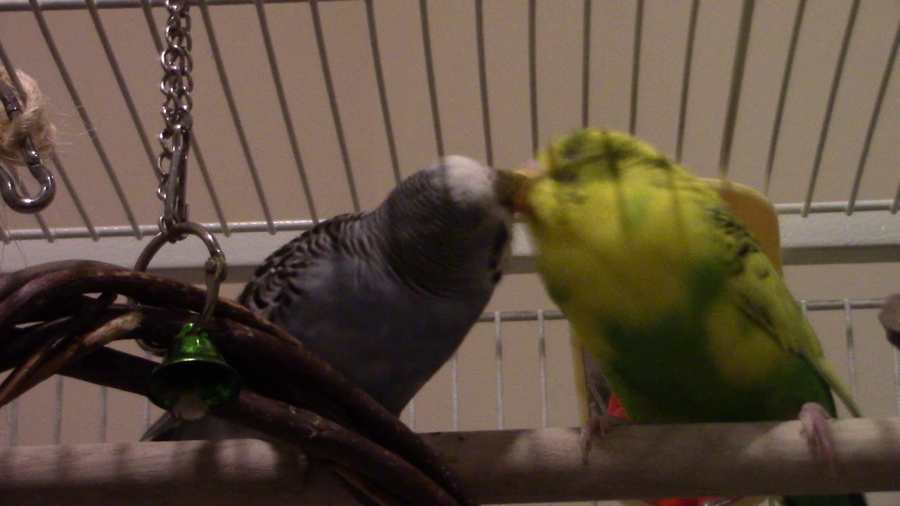 How Budgie Parakeets regurgitate with some seed vomit close ups - YouTube