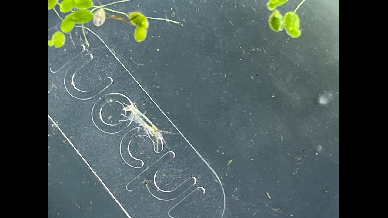 Freshwater Amphipods / Scuds from Myanmar - YouTube