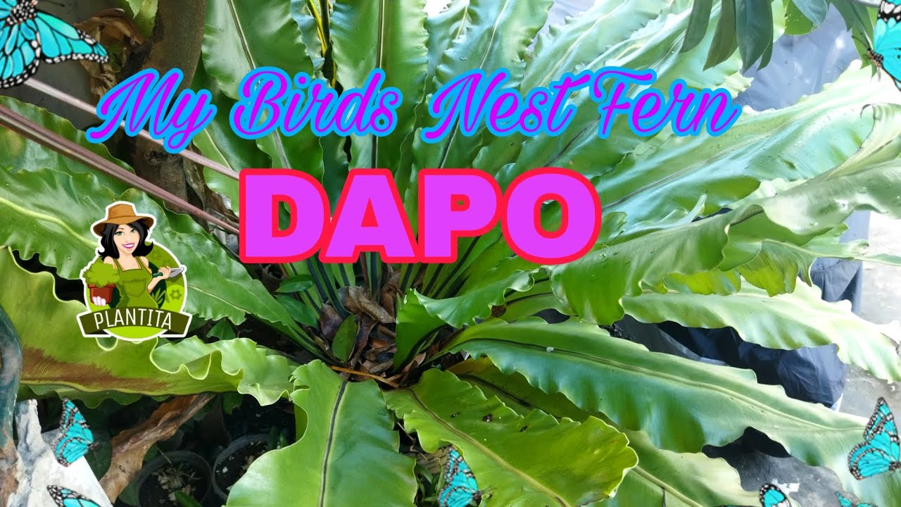 BIRDS NEST FERN / DAPO - YouTube