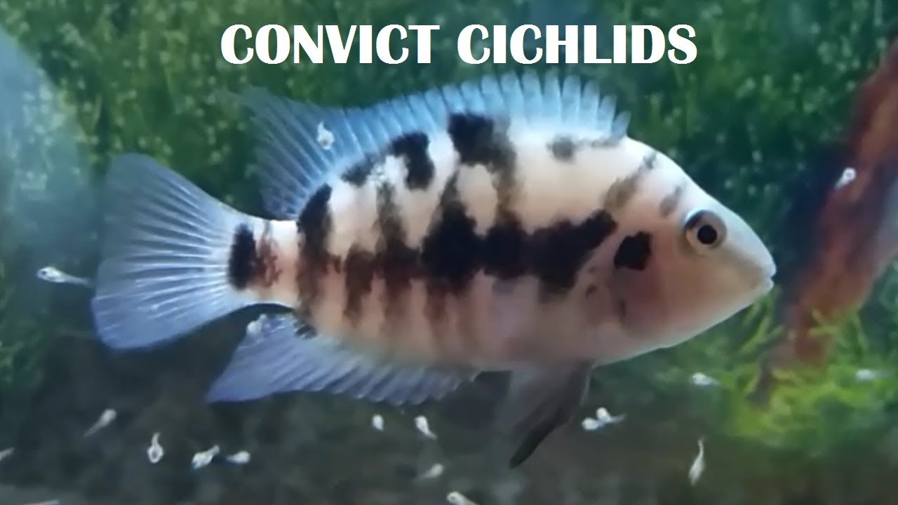 Pink Convict Cichlid | Amatitlania nigrofasciata | new spawn - YouTube