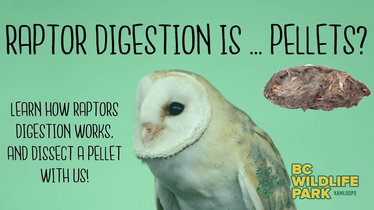 Raptor Digestion is... Pellets? - YouTube